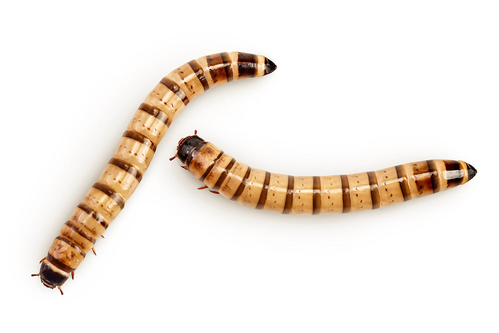 Live Feeder Worms for Sale | Mealworms, Superworms & More – Major ...